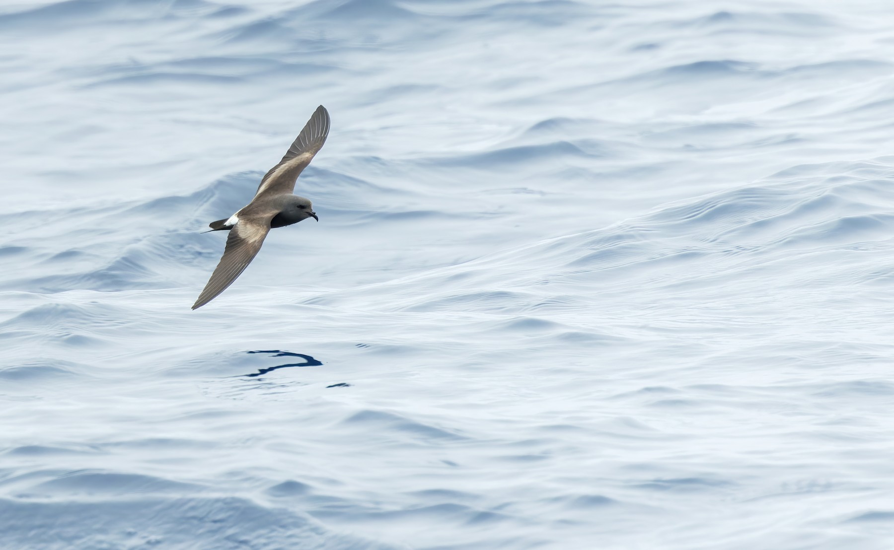 Paíño Boreal/de Isla Socorro (Obispillo Blanco) - eBird