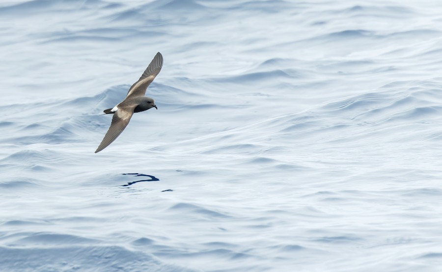 Paíño Boreal/de Isla Socorro (Obispillo Blanco) - eBird
