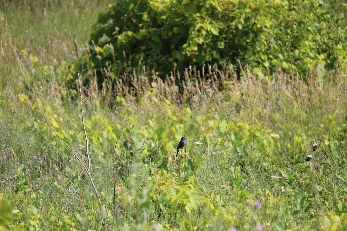 eBird Checklist - 21 Jul 2023 - Sharon Mills Co. Park--north - 11 species
