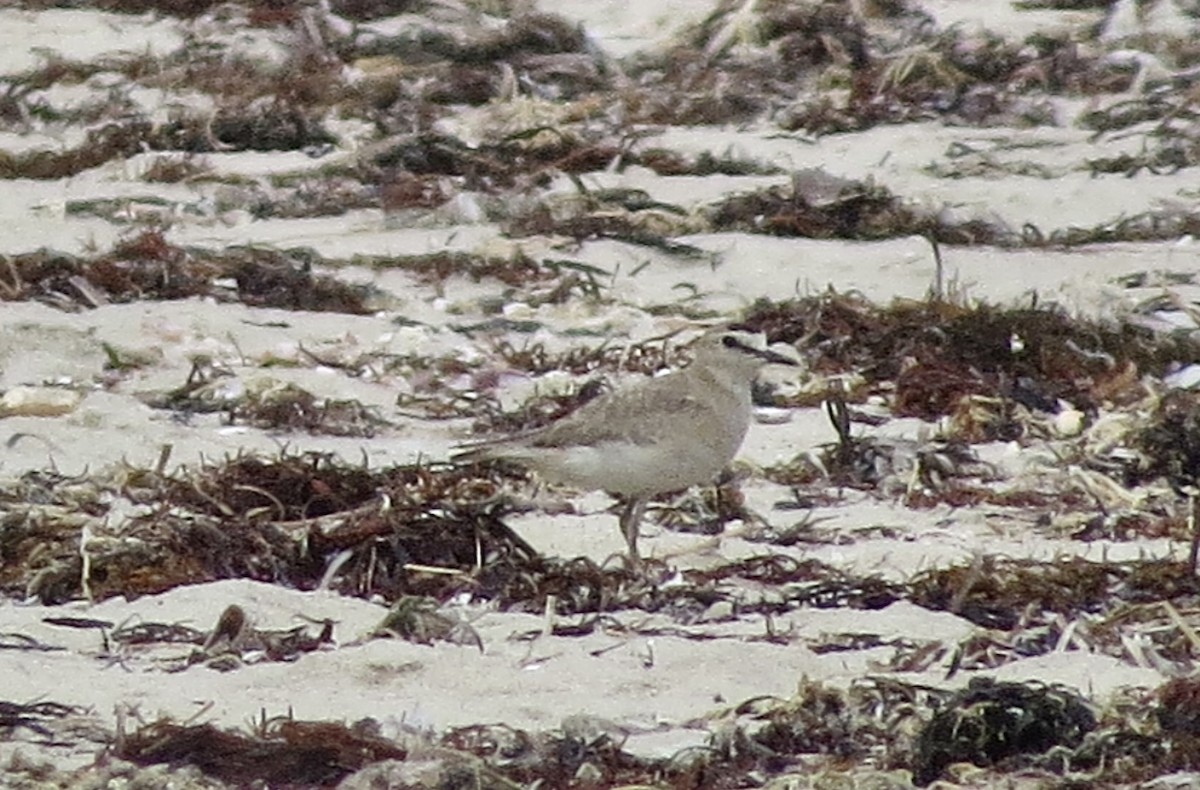 eBird Checklist - 22 Jul 2023 - Long Beach Conservation Area - 9 species