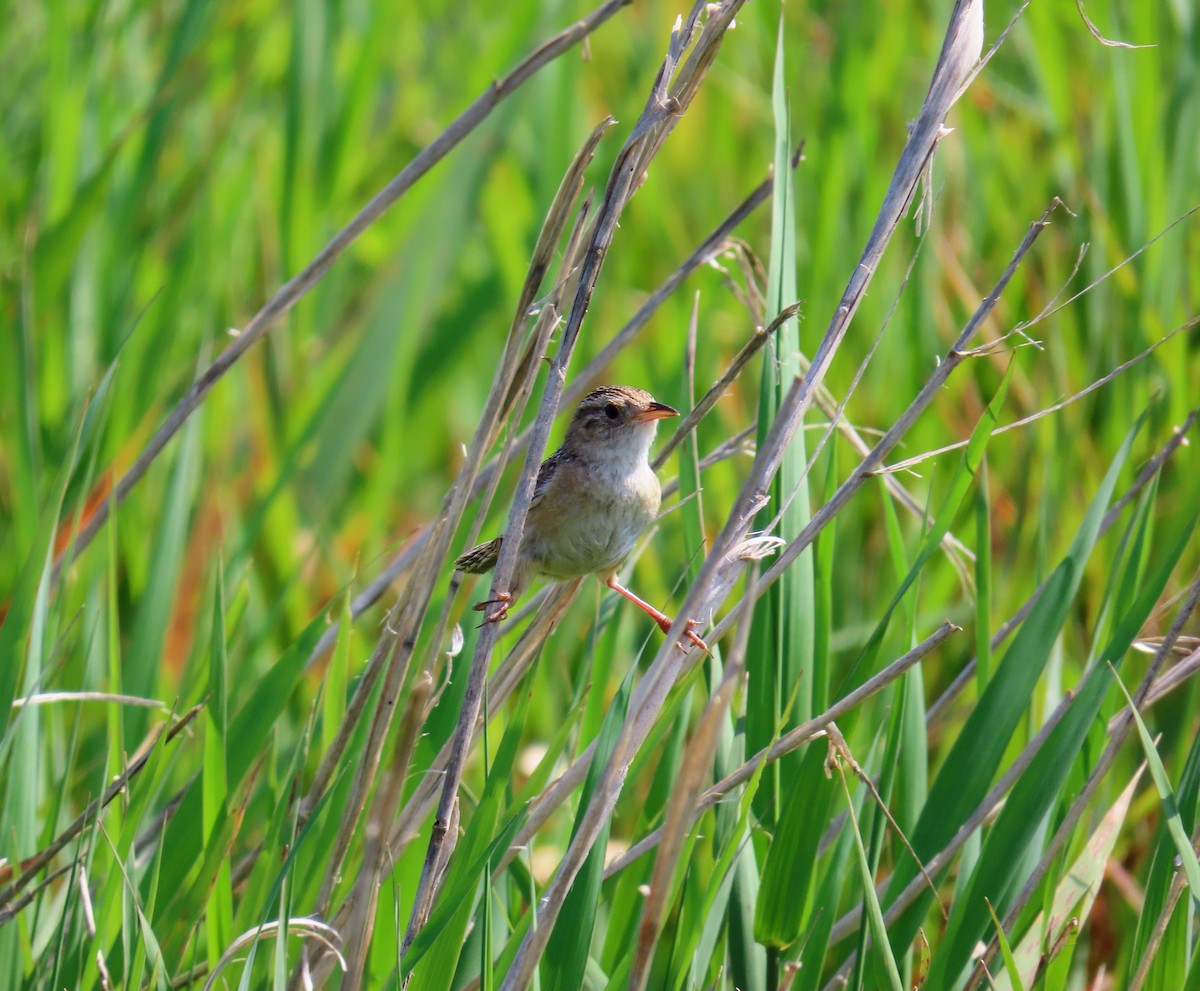 eBird Checklist - 22 Jul 2023 - Frank Shoemaker Marsh - 23 species