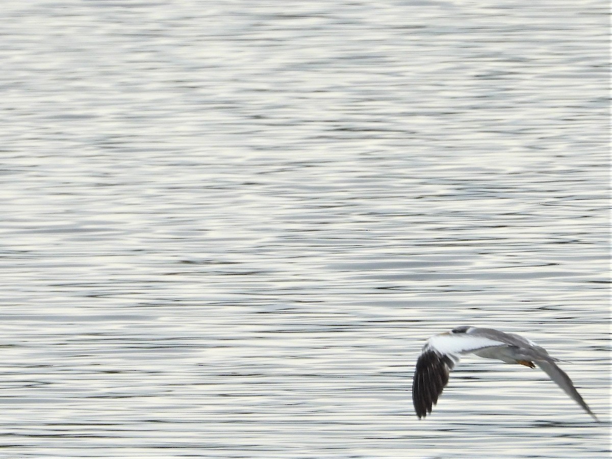 eBird Checklist - 21 Jul 2023 - Stakeout White-cheeked Pintail, Lely ...