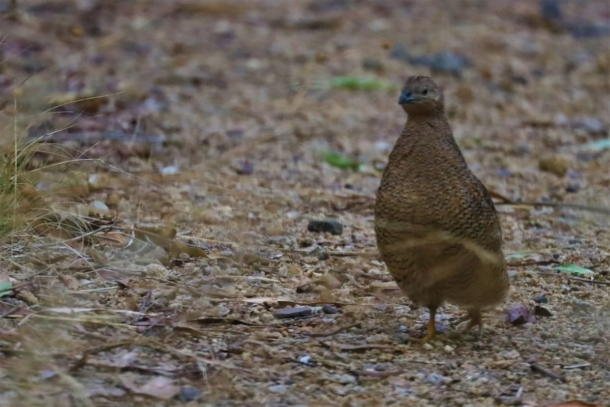 eBird Checklist - 18 Mar 2023 - Mulgrave Reserve - 9 species