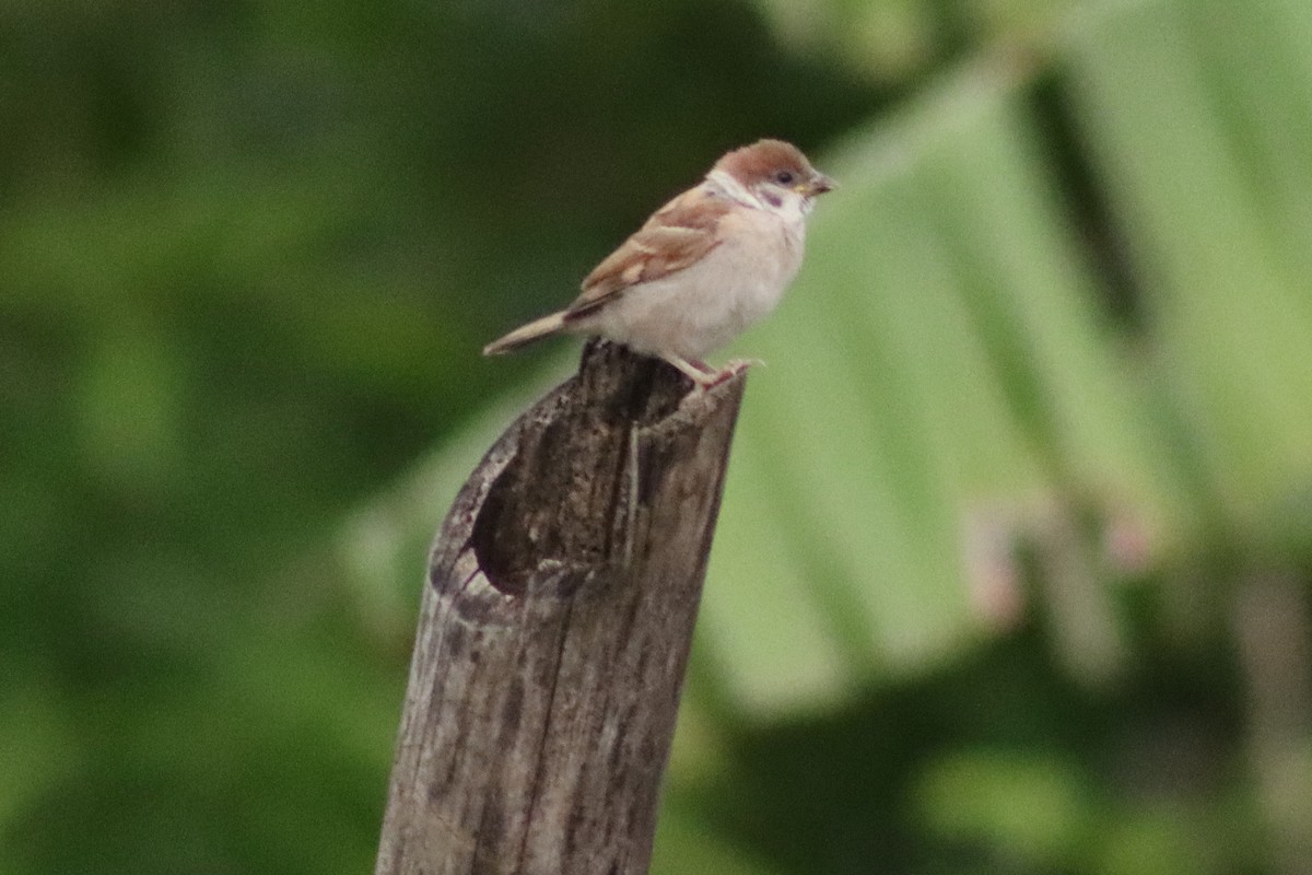 eBird Checklist - 23 Jul 2023 - Lag-asan, Bago City - 9 species (+1 ...