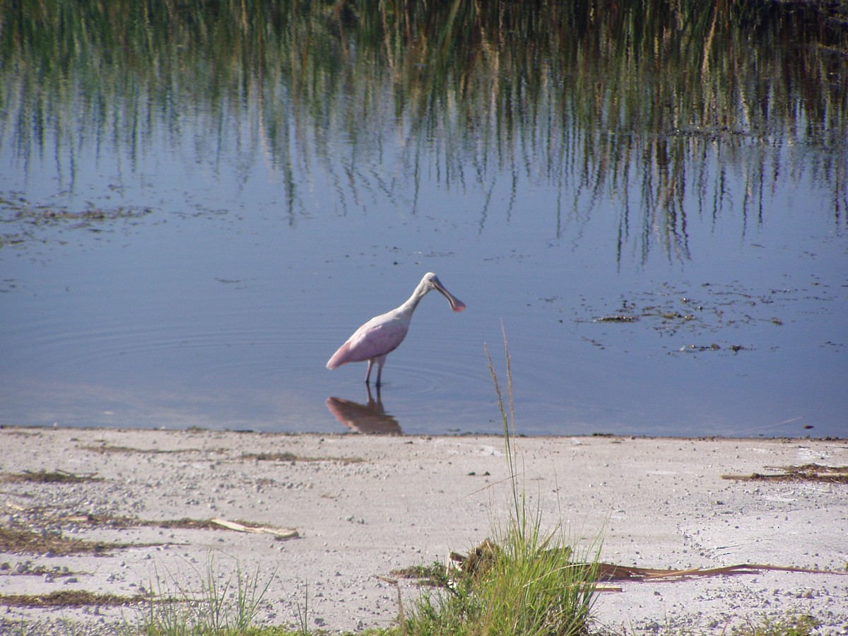 eBird Checklist - 6 Oct 2011 - WCA315 launch site - 1 species