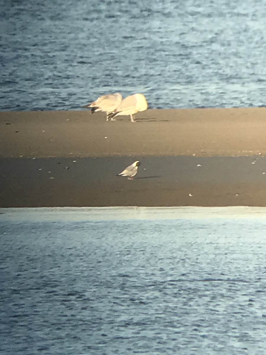 eBird Checklist - 22 Jul 2023 - Hills Beach and Basket Island Causeway ...