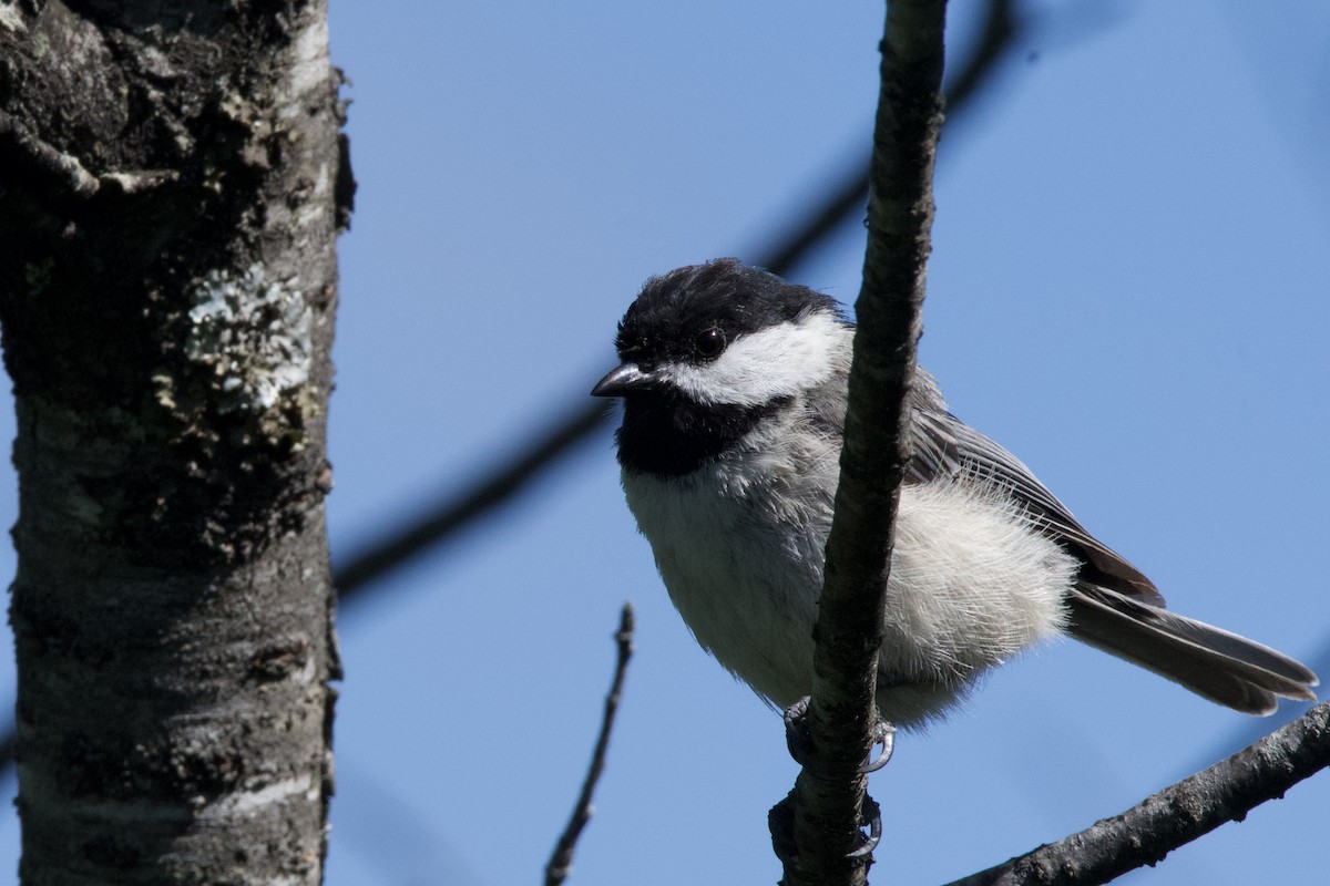 North Carolina Bird Atlas Checklist - 21 Jul 2023 - Pisgah NF--Black ...