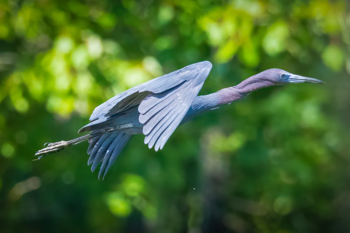 eBird Checklist - 22 Jul 2023 - Tompson Street Reservation (ECGB) - 8 ...