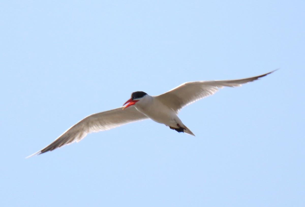 eBird Checklist - 22 Jul 2023 - Eight Mile/Little Potato Slough - 28 ...