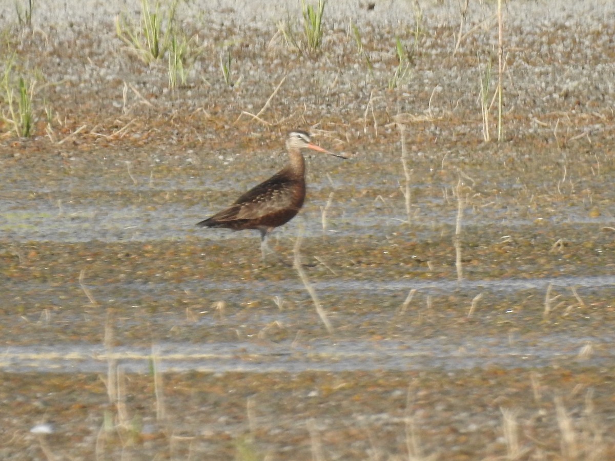 eBird Checklist - 22 Jul 2023 - Honey Lake Wildlife Area--Fleming Unit ...