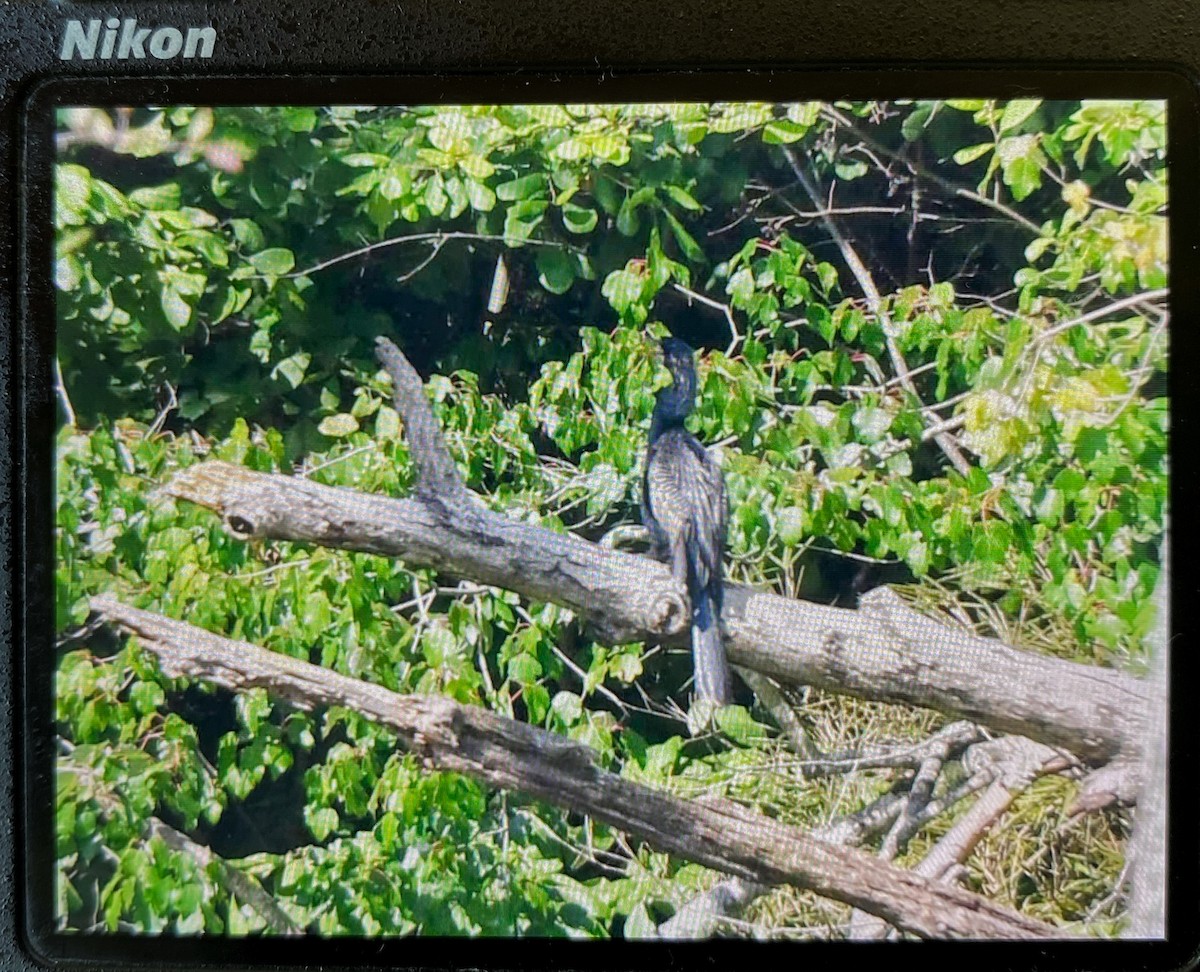 eBird Checklist - 23 Jul 2023 - Carson Wetland - 2 species