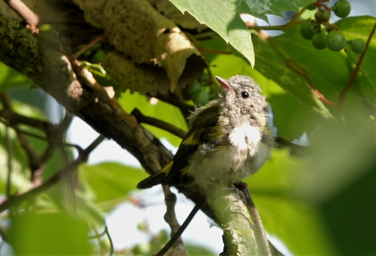 eBird Checklist - 23 Jul 2023 - Tommy Thompson Park - 55 species