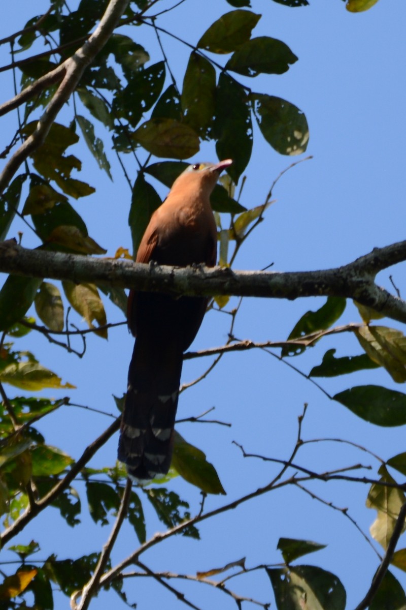 eBird Checklist - 3 Jul 2023 - Cristalino Lodge--Rochas trail Saleiro ...