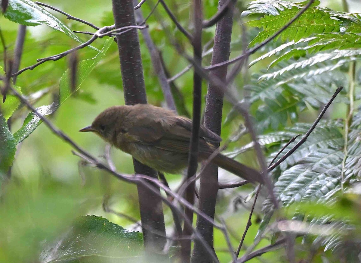 Nashville Warbler - Leiothlypis ruficapilla - Media Search - Macaulay ...