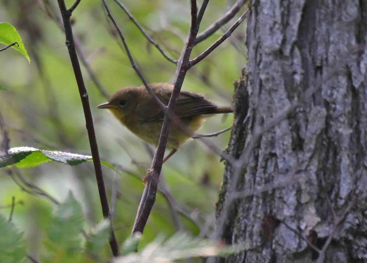 Nashville Warbler - Leiothlypis ruficapilla - Media Search - Macaulay ...