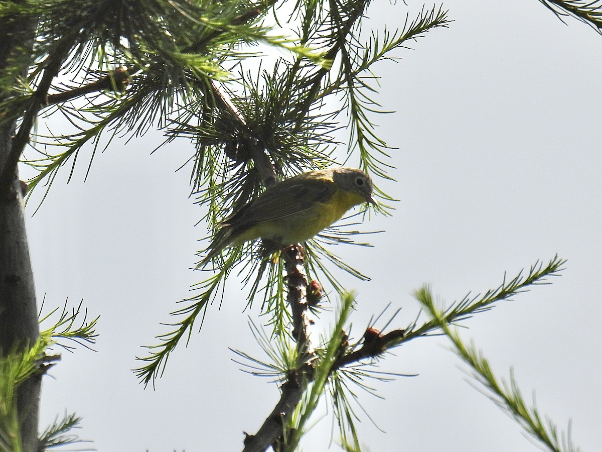 Nashville Warbler - Leiothlypis ruficapilla - Media Search - Macaulay ...