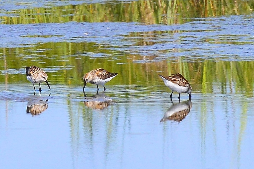 New Jersey eBird Checklist - 23 Jul 2023 - Edwin B. Forsythe NWR ...