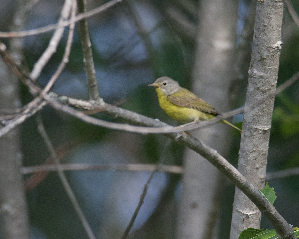 Nashville Warbler - Leiothlypis ruficapilla - Media Search - Macaulay ...