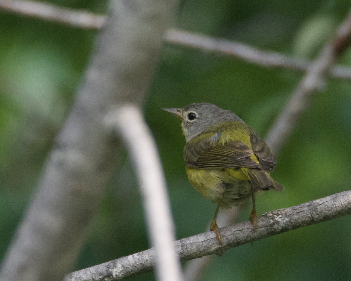 Nashville Warbler - Leiothlypis ruficapilla - Media Search - Macaulay ...