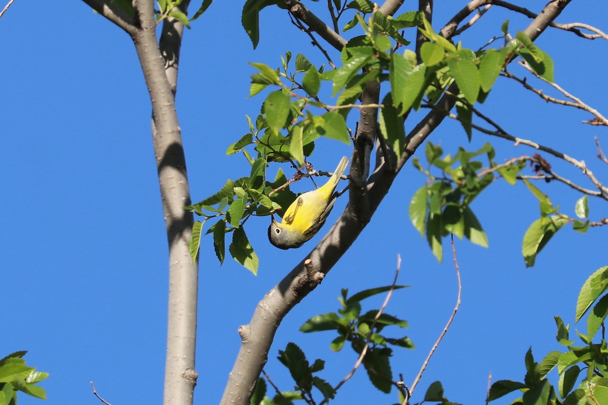 Nashville Warbler - Leiothlypis ruficapilla - Media Search - Macaulay ...