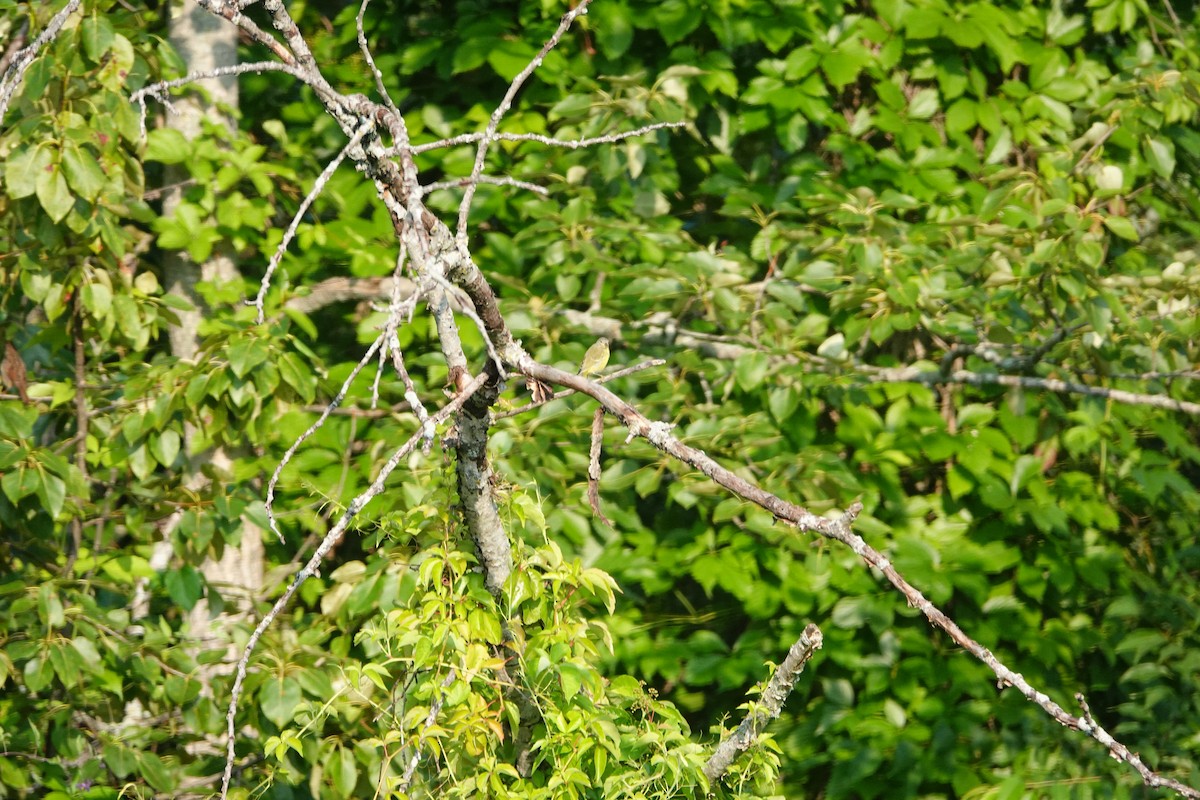 Nashville Warbler - Leiothlypis ruficapilla - Media Search - Macaulay ...