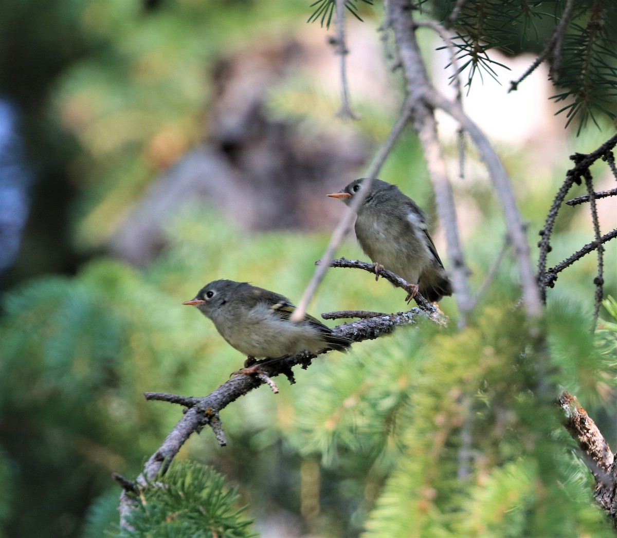 eBird Checklist - 23 Jul 2023 - Broadview (town) - 1 species