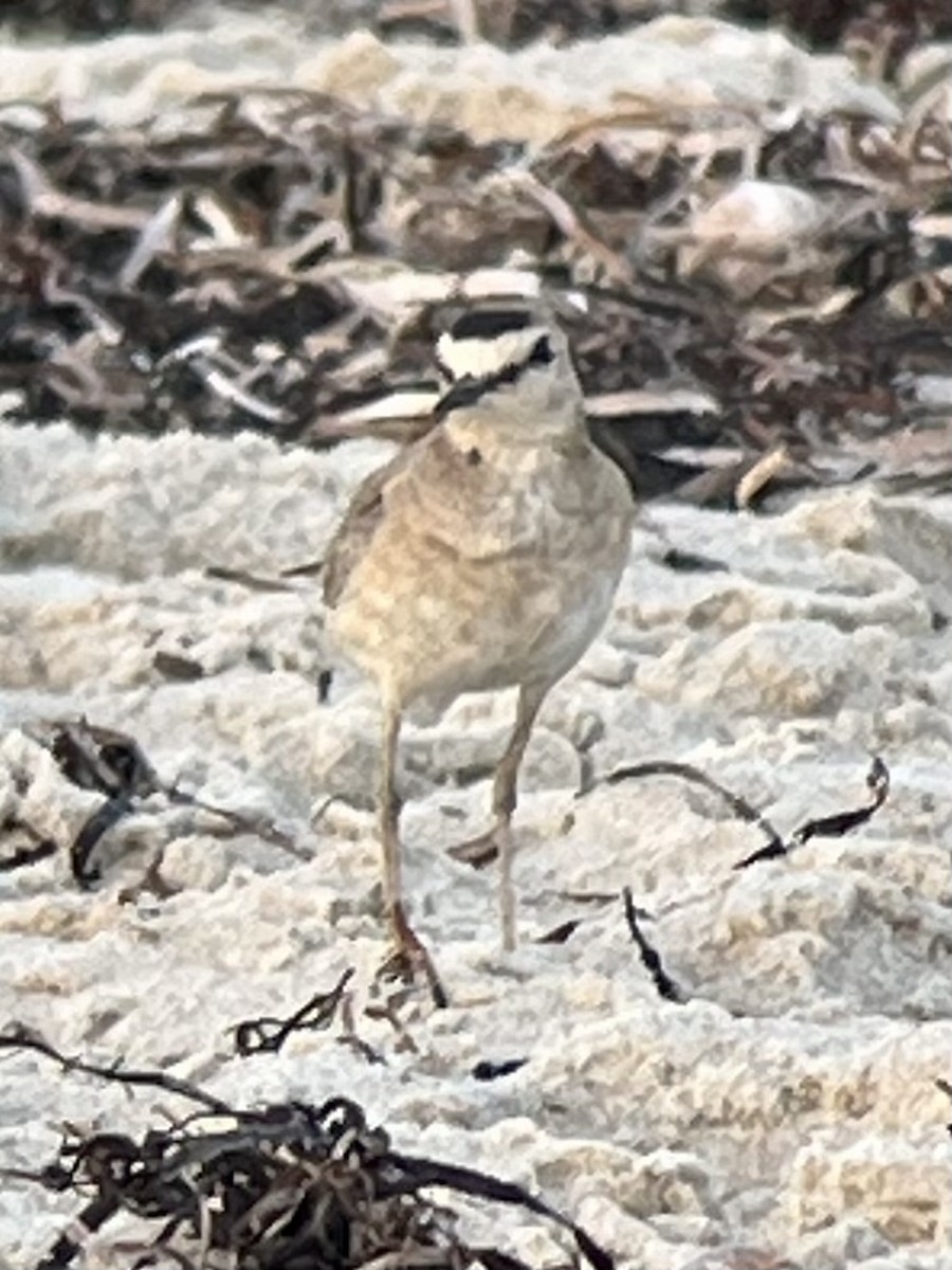 eBird Checklist - 23 Jul 2023 - Long Beach Conservation Area - 12 species