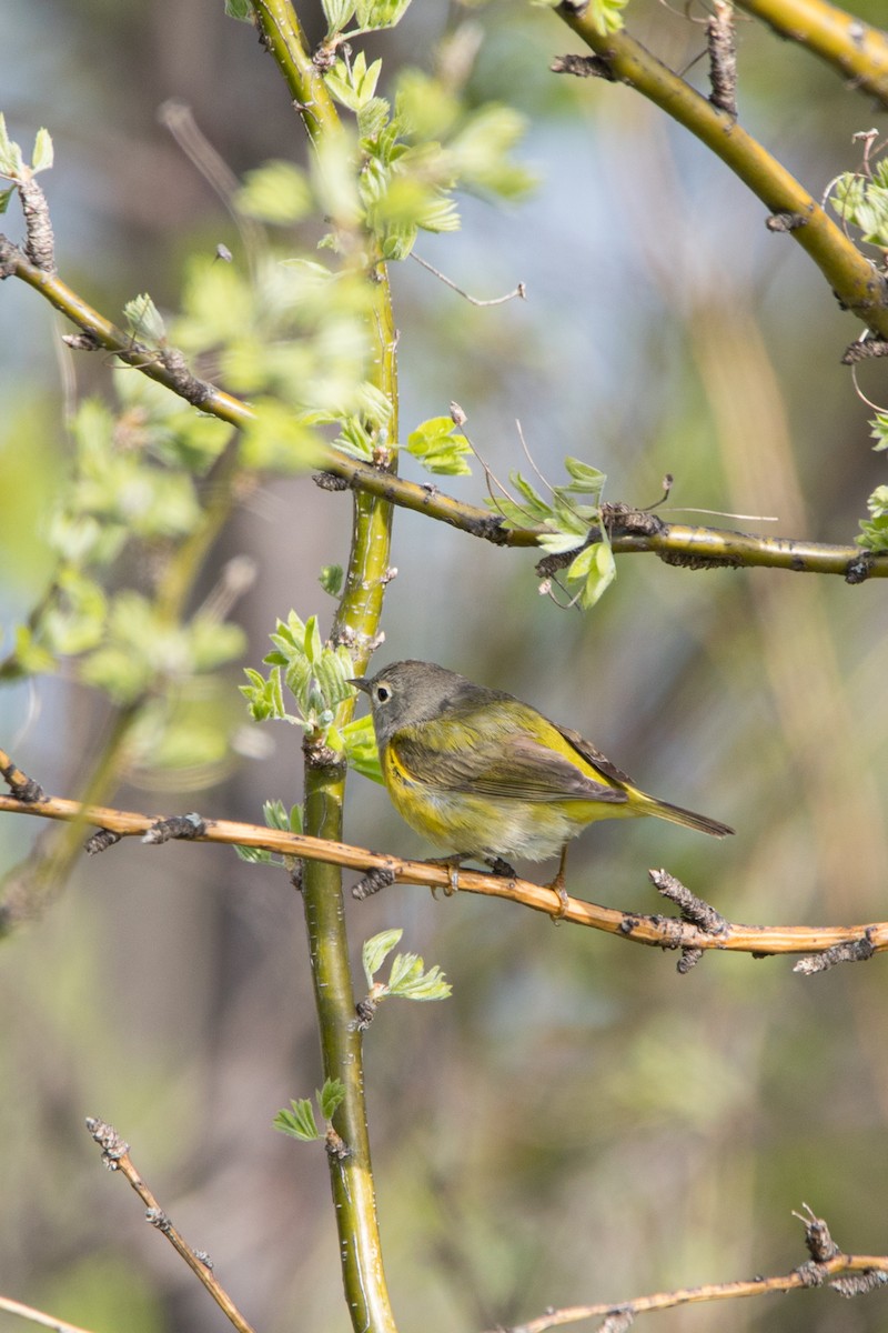 Nashville Warbler - Leiothlypis ruficapilla - Media Search - Macaulay ...