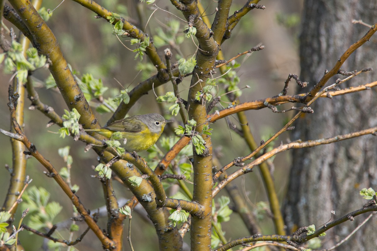 Nashville Warbler - Leiothlypis ruficapilla - Media Search - Macaulay ...