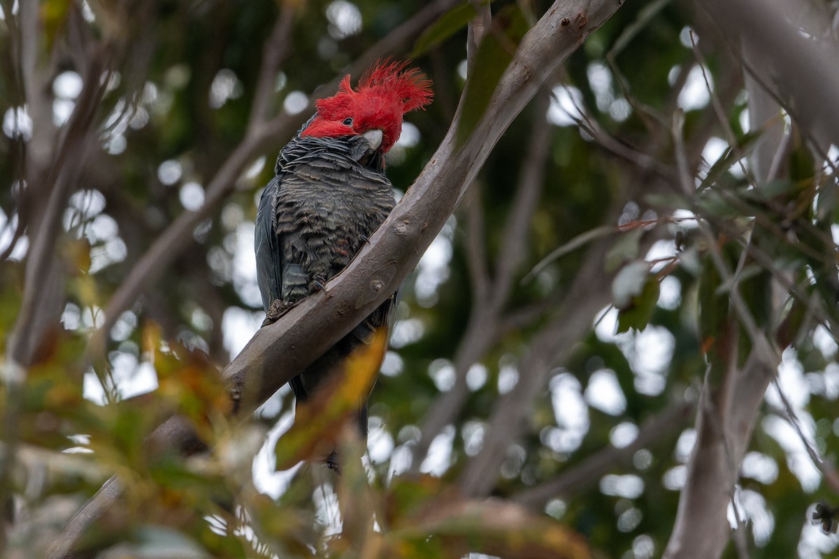 eBird Australia Checklist - 24 Jul 2023 - Lysterfield Park--North-west ...