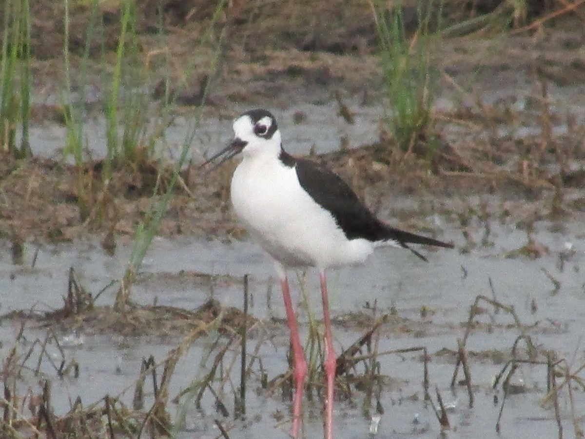 eBird Checklist - 20 Jul 2023 - Beebe Draw area - 22 species
