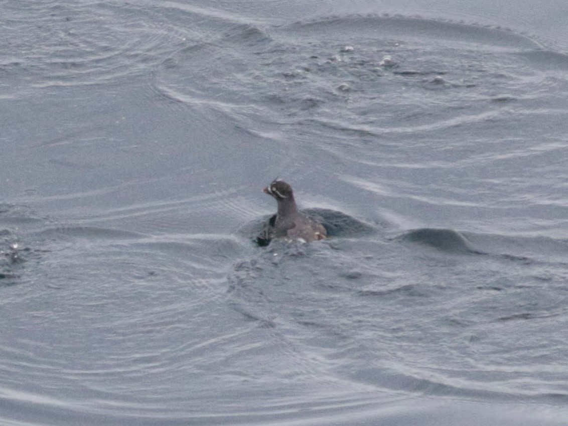 eBird Checklist - 23 Jul 2023 - Baby Islands - 4 species (+1 other taxa)