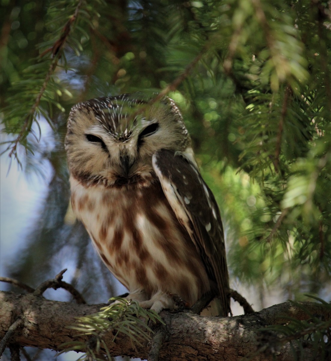 eBird Checklist - 21 Mar 2021 - Owl woods - 1 species