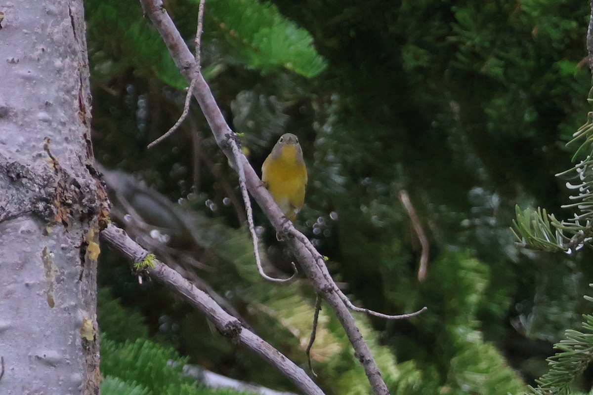 Nashville Warbler - Leiothlypis ruficapilla - Media Search - Macaulay ...