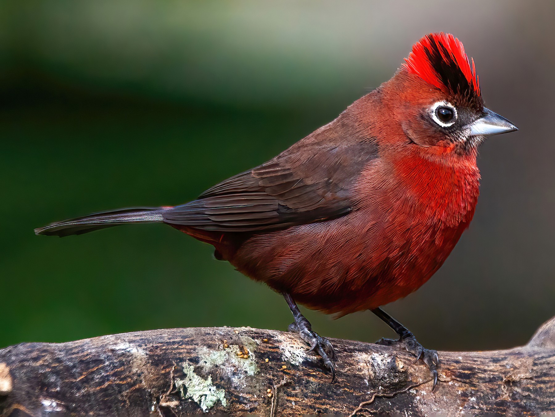 Red-crested Finch - eBird