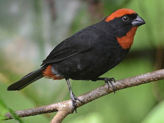 Puerto Rican Bullfinch - Melopyrrha portoricensis - Birds of the World