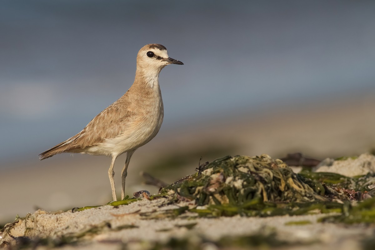 ML597047931 - Mountain Plover - Macaulay Library