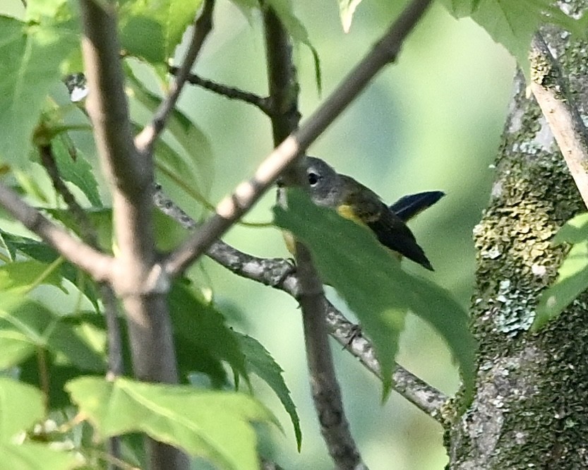 Nashville Warbler - Leiothlypis ruficapilla - Media Search - Macaulay ...