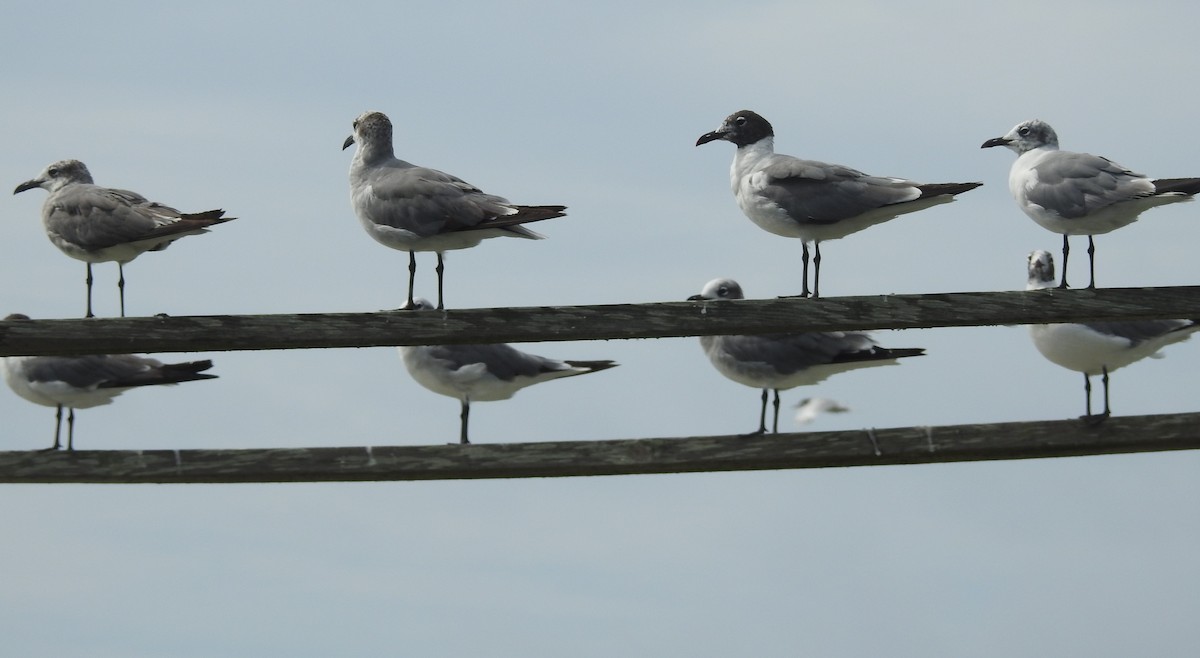 Maryland-DC Breeding Bird Atlas Checklist - 24 Jul 2023 - Jack Creek ...