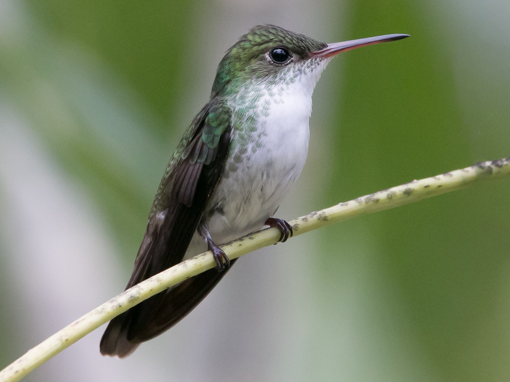 White-bellied Emerald - eBird