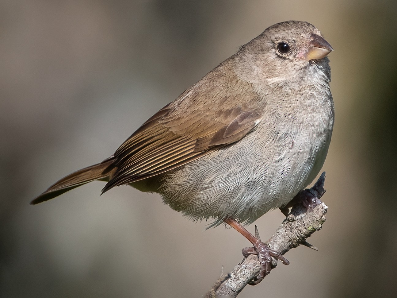 Dull-colored Grassquit - eBird