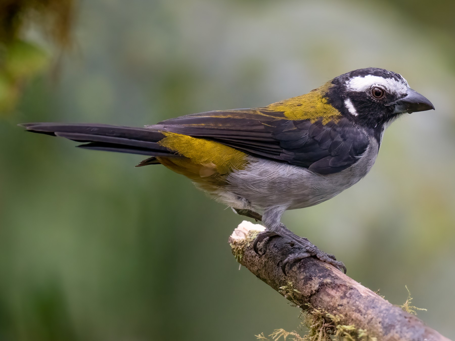 Black-winged Saltator - eBird