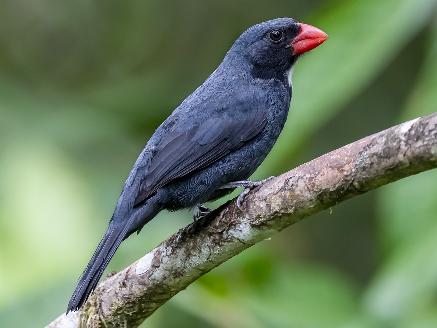 Slate-colored Grosbeak - eBird