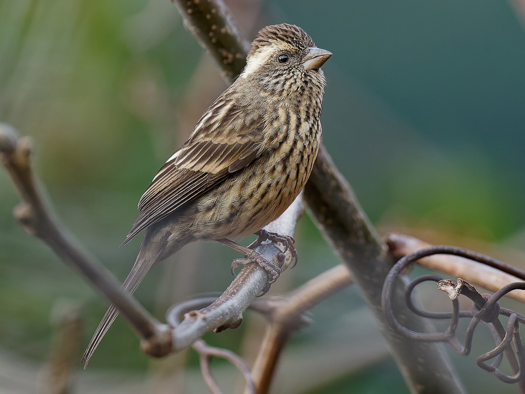 Sharpe's Rosefinch - eBird