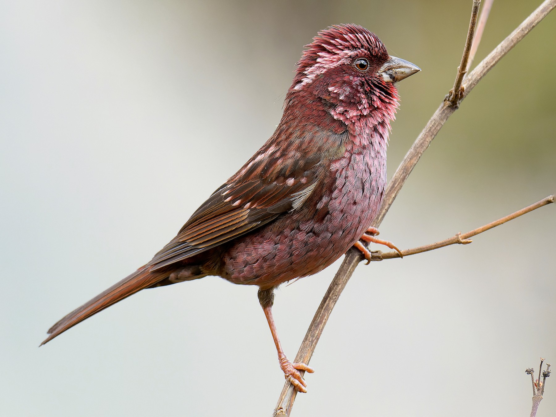 Spot-winged Rosefinch - eBird