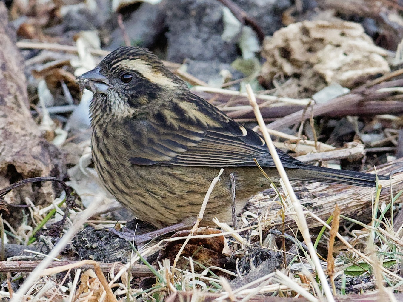 Spot-winged Rosefinch - eBird