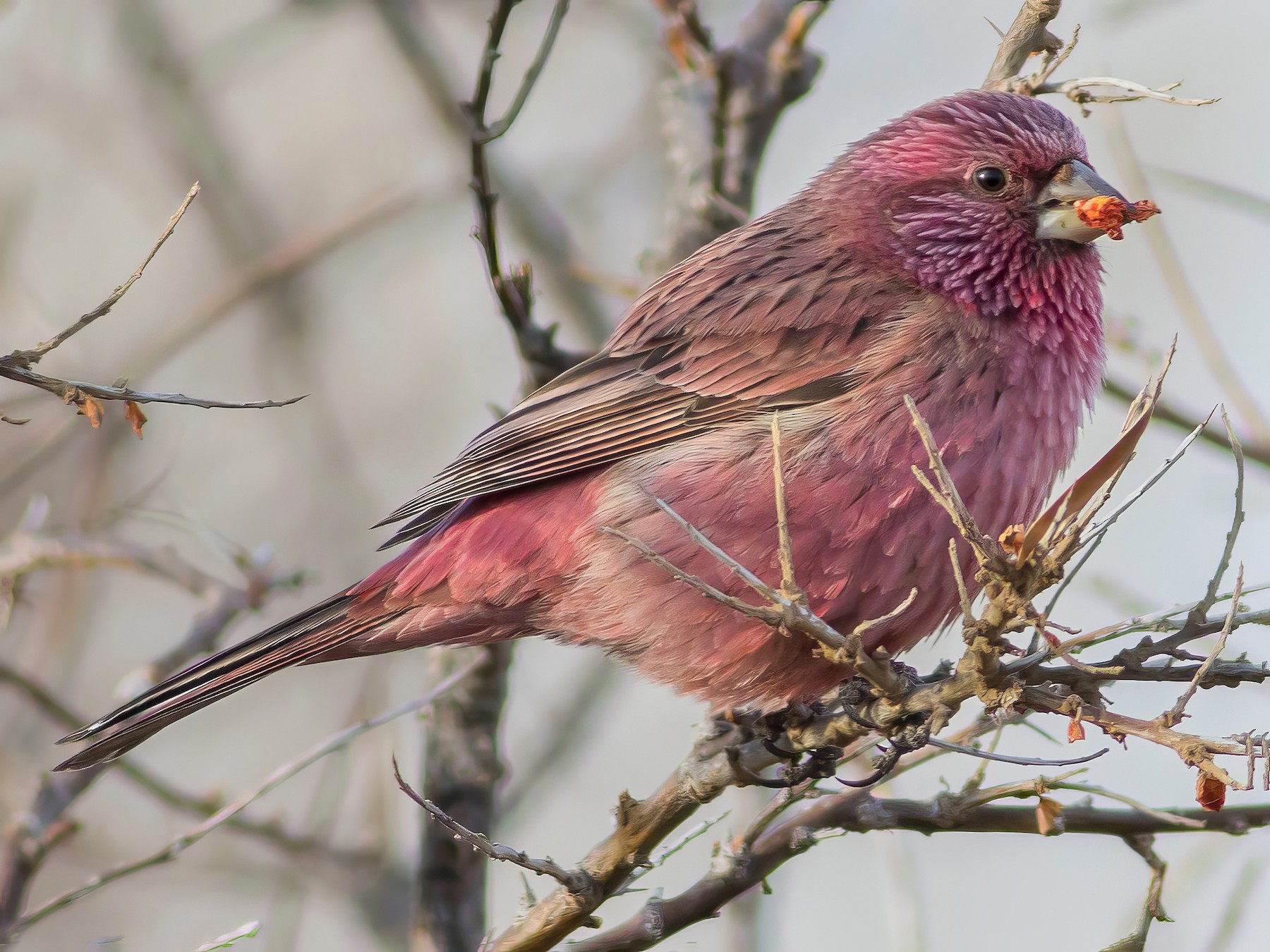 Red-mantled Rosefinch - eBird