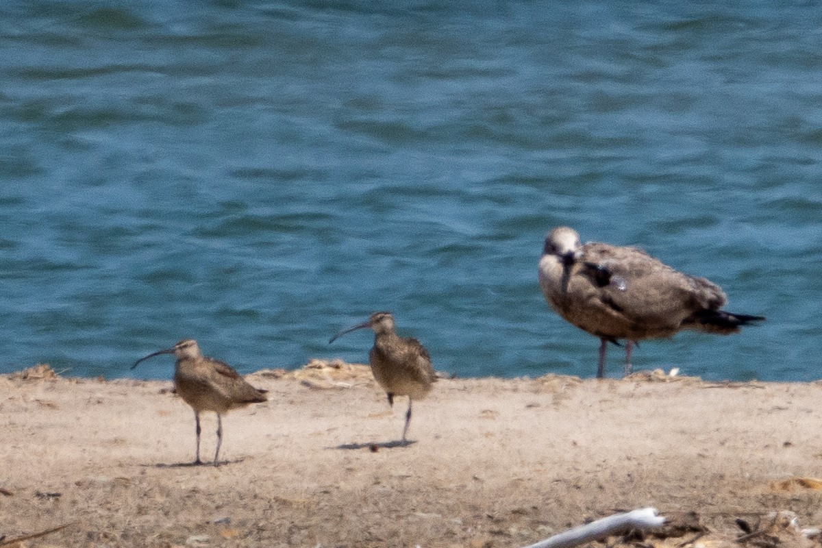 eBird Checklist - 24 Jul 2023 - Presque Isle SP--Gull Pt. - 27 species