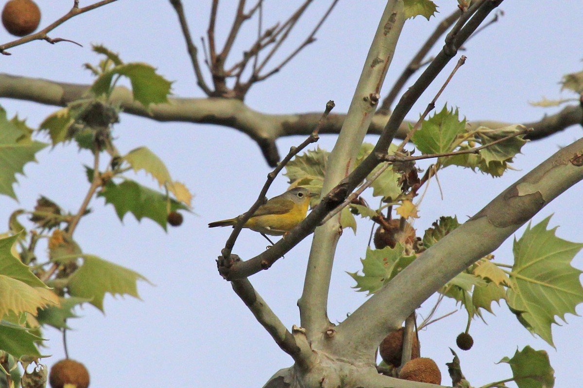 Nashville Warbler - Leiothlypis ruficapilla - Media Search - Macaulay ...