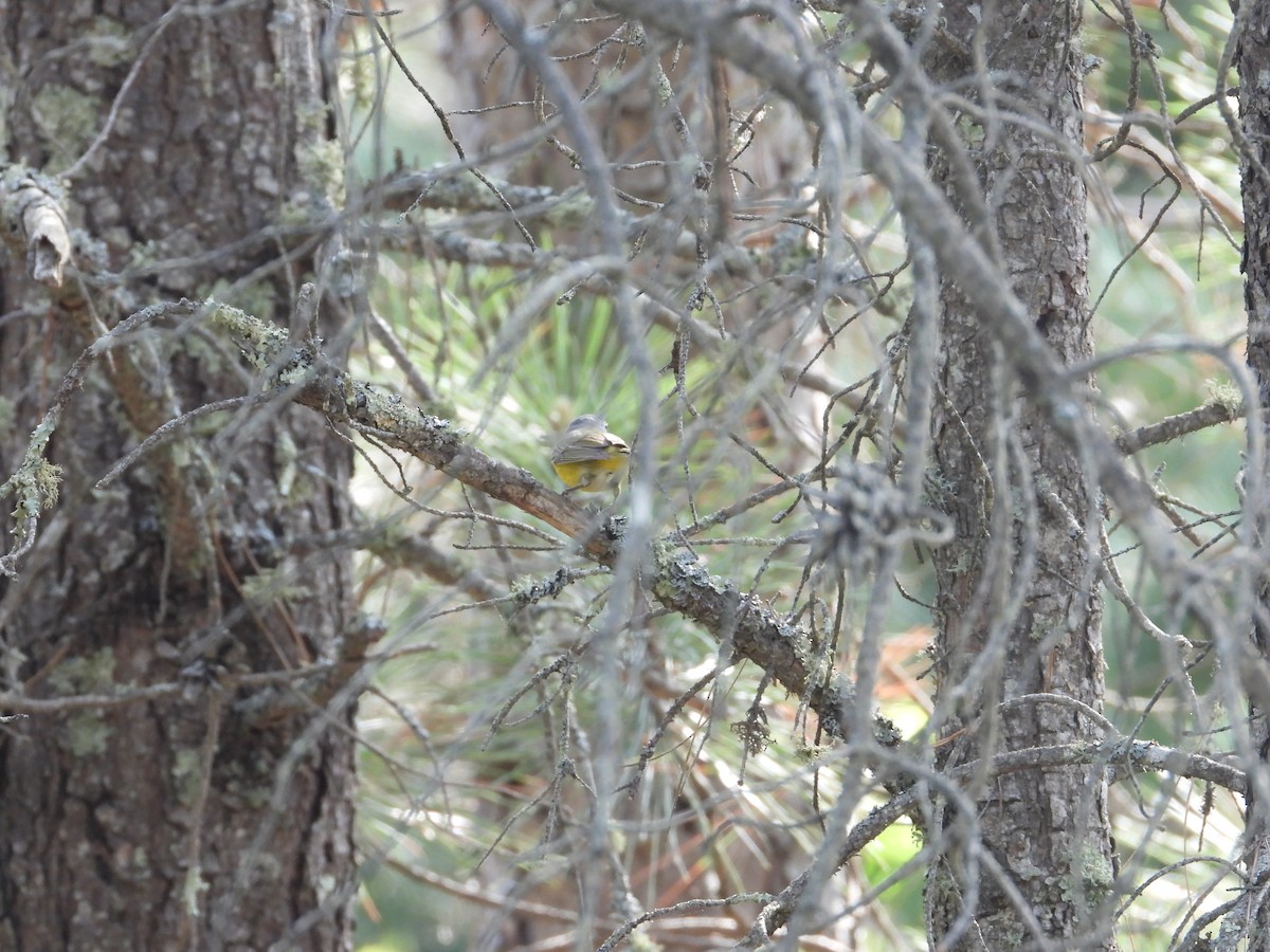 Nashville Warbler - Leiothlypis ruficapilla - Media Search - Macaulay ...